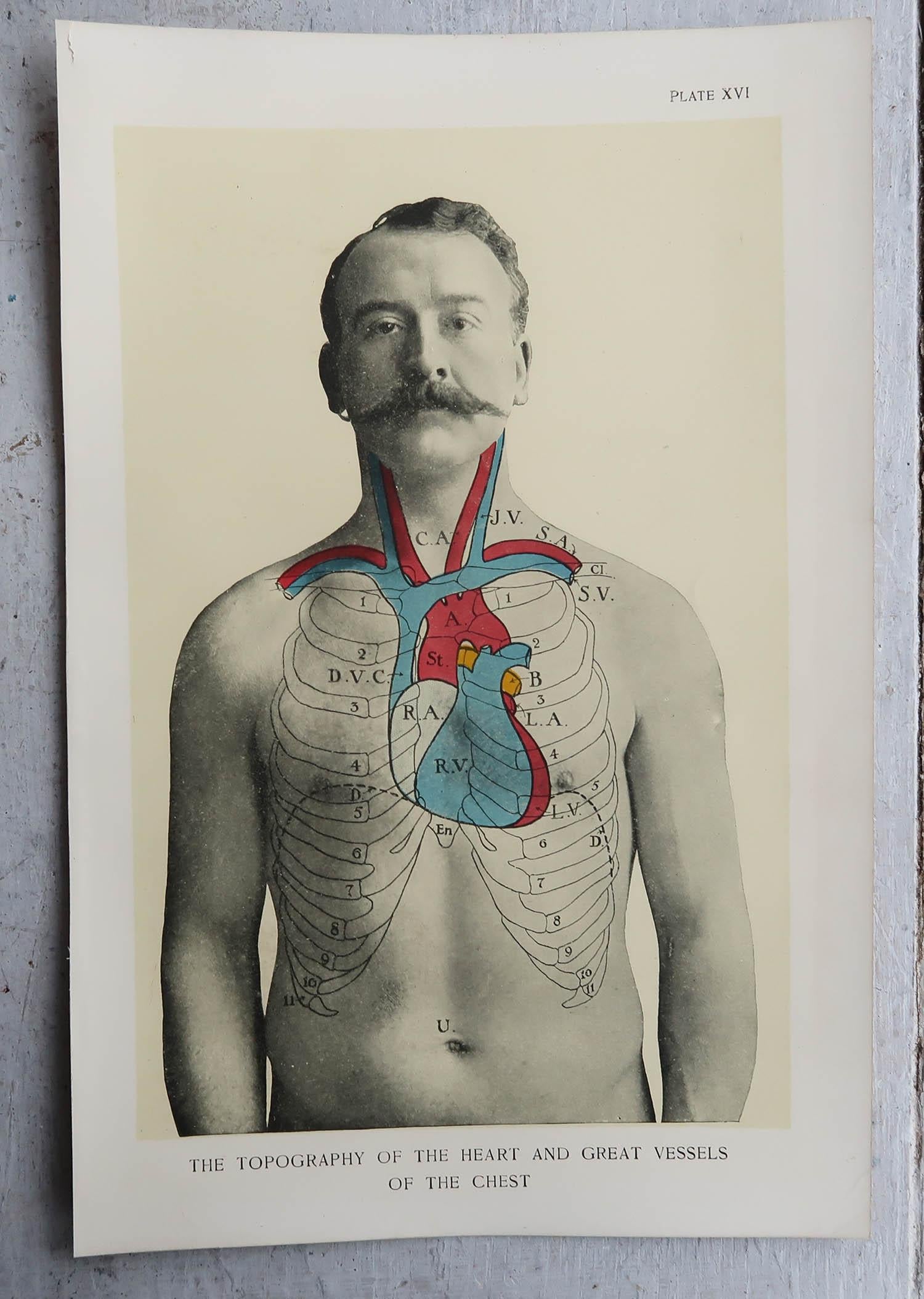 Original Vintage Medical Print, the Heart, circa 1900 at 1stDibs