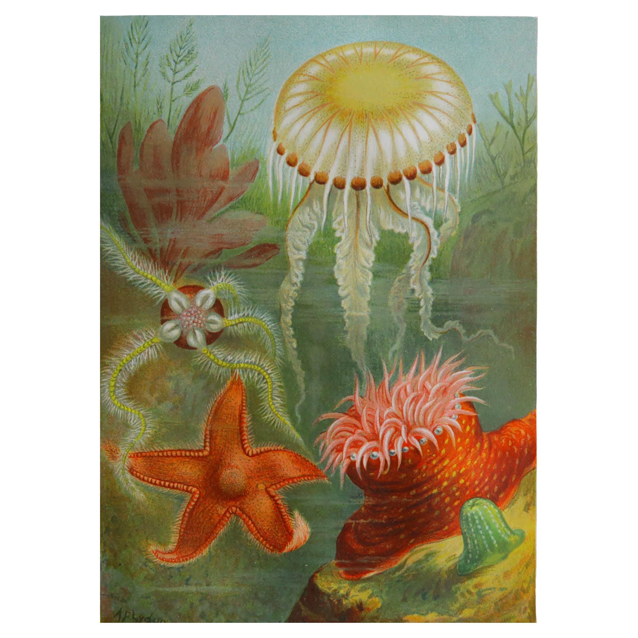 Stunning Decorative Original Antique Print of various Raja Fish Species ...