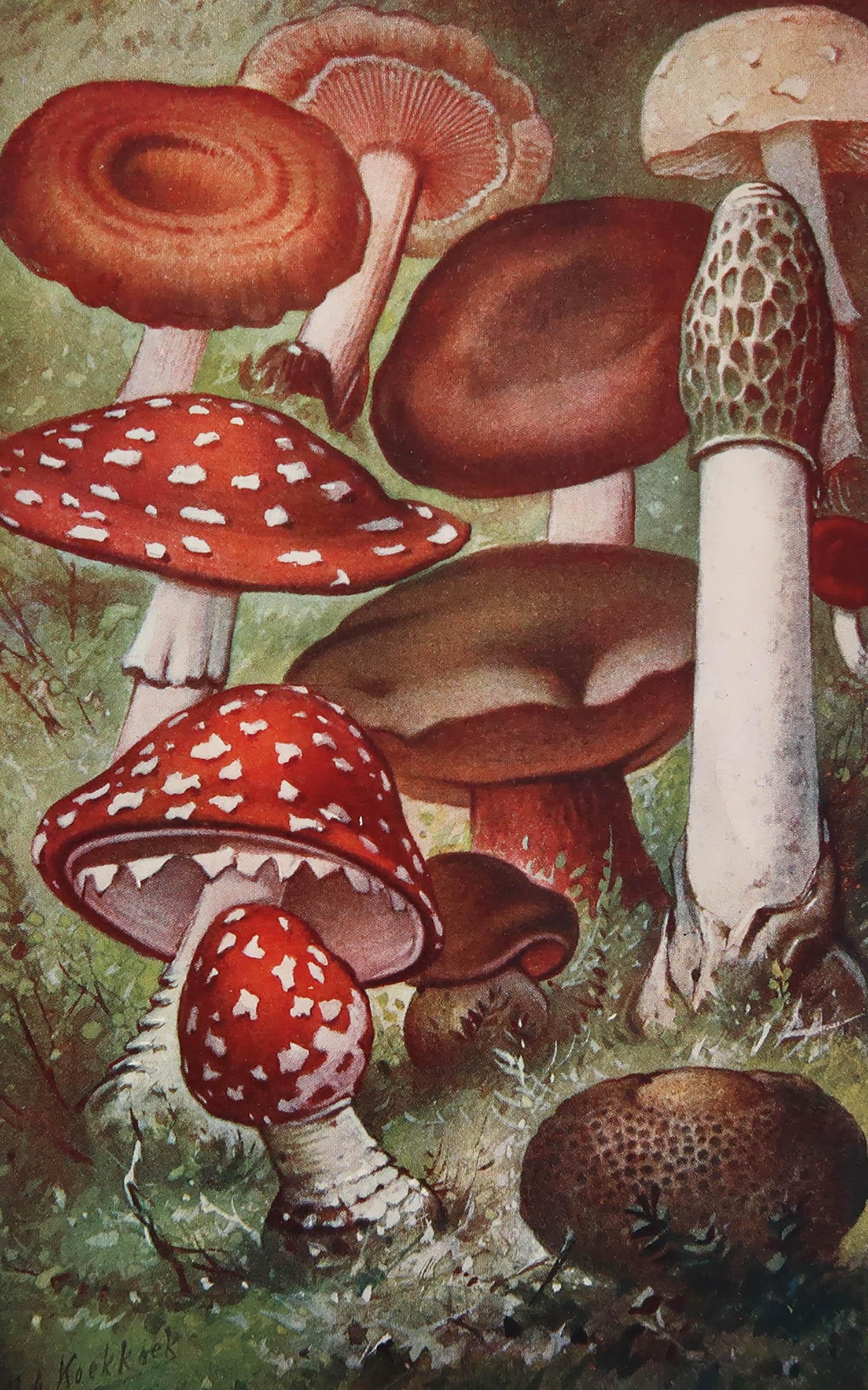 Original Vintage Print of Mushrooms, circa 1900 For Sale at 1stDibs