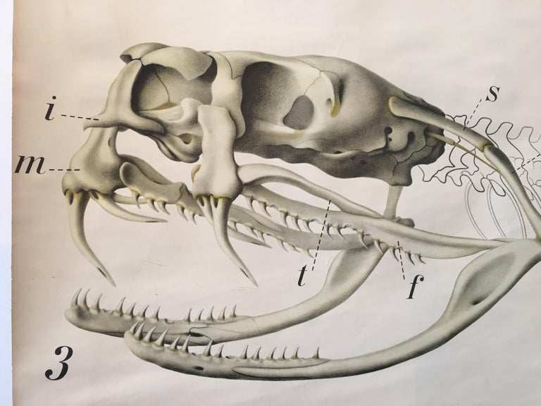 Original Vintage Scientific Chart of a Snake Head with Jaw Bone and ...