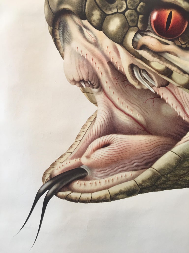 Original Vintage Scientific Chart of a Snake Head with Jaw Bone and ...