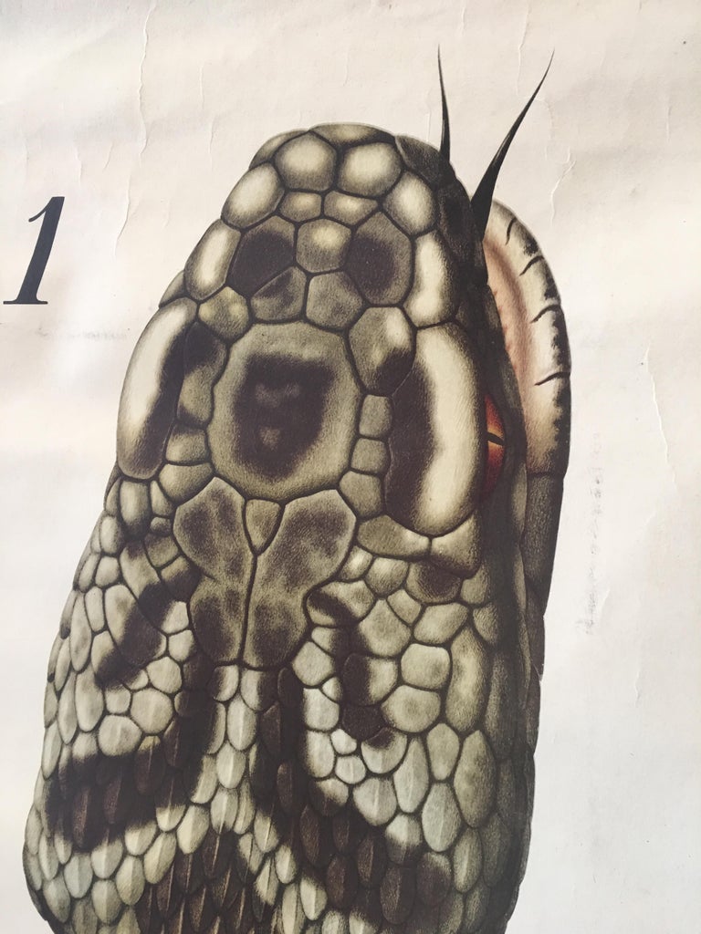 Original Vintage Scientific Chart of a Snake Head with Jaw Bone and ...