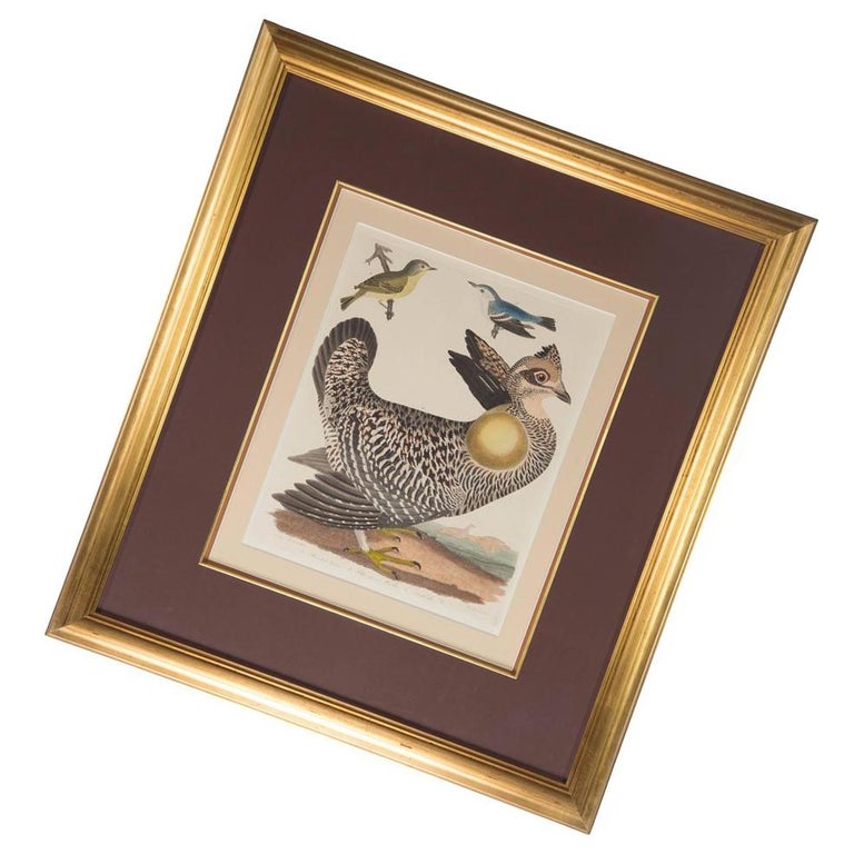 Ornithological Hand-Painted Alexander Wilson Engraving For Sale at 1stDibs