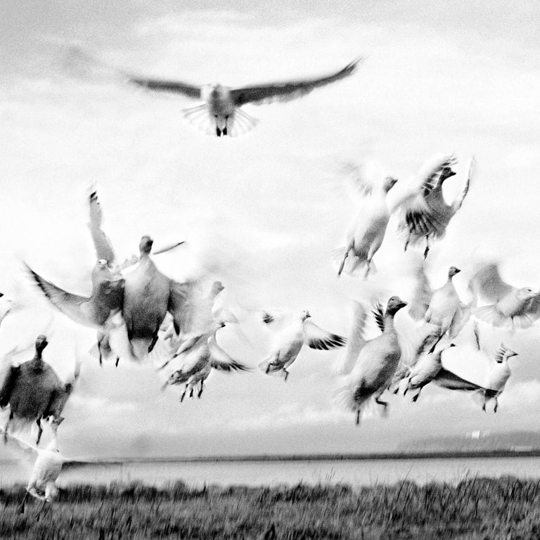 Osheen Harruthoonyan - Bird Dance, Contemporary black and white ...