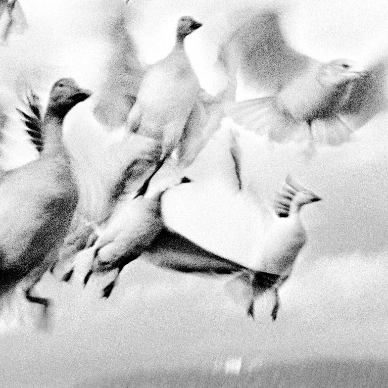 Osheen Harruthoonyan - Bird Dance, Contemporary black and white ...