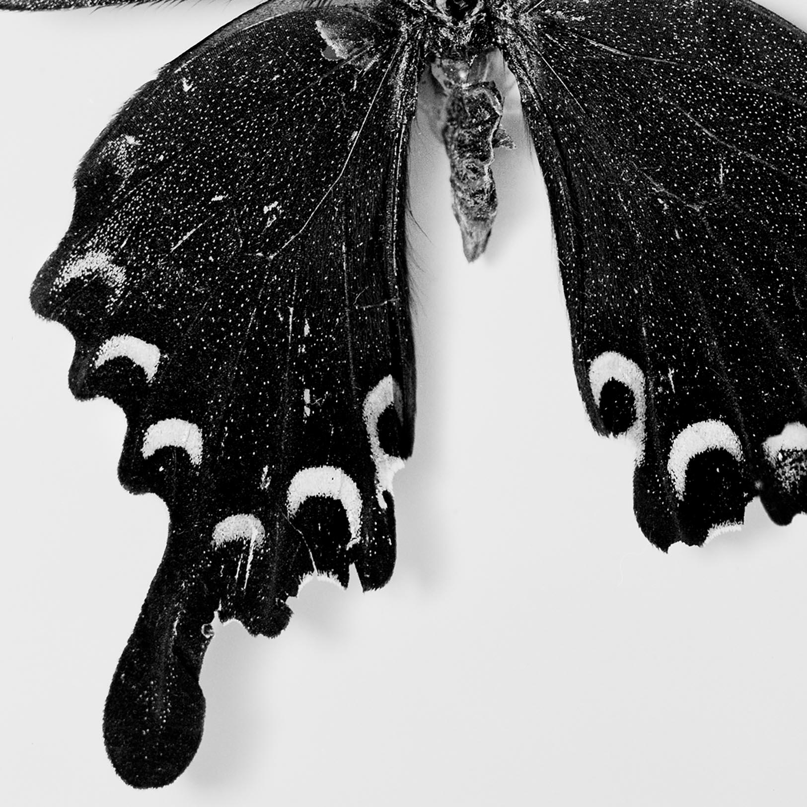 Osheen Harruthoonyan - Butterfly, still life photograph, large, one of ...