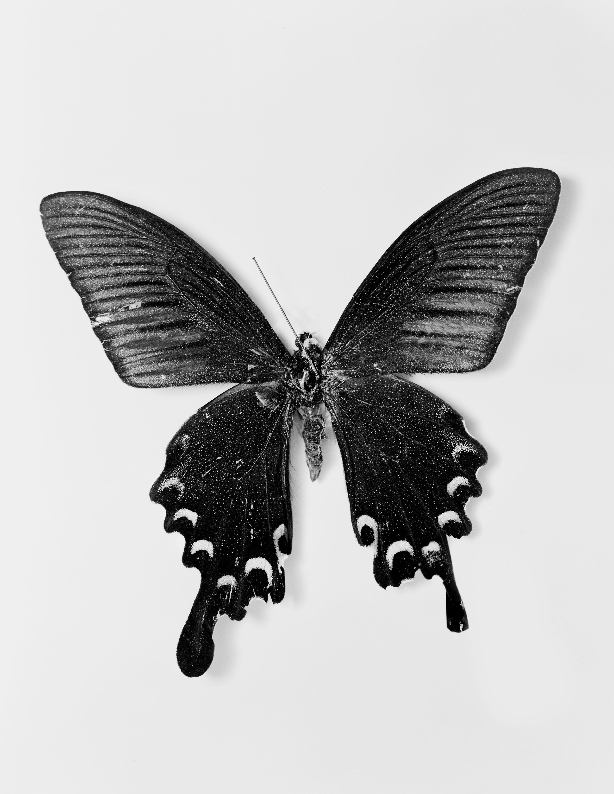 Osheen Harruthoonyan - Butterfly, still life photograph, large, one of ...