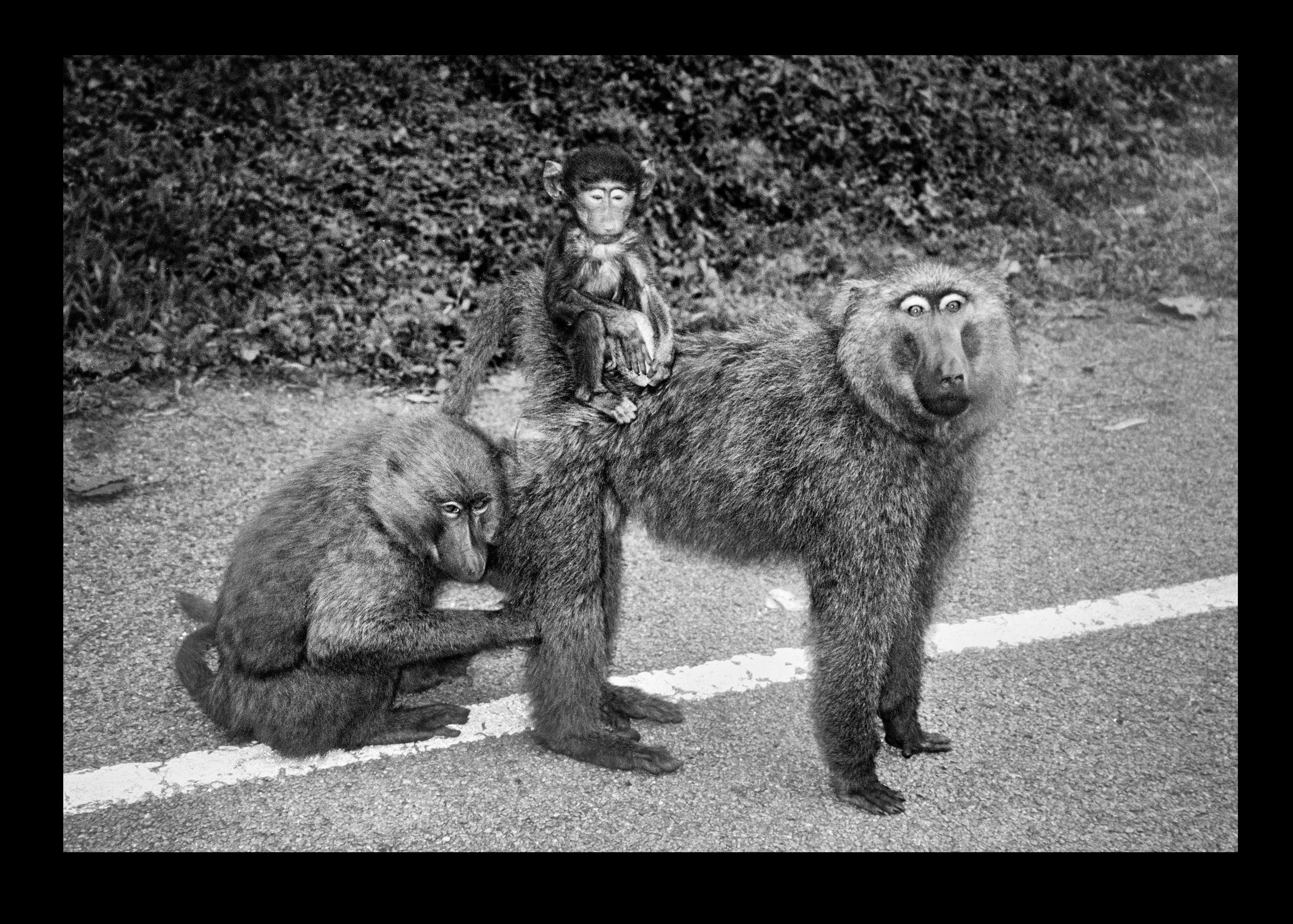 Fox Photos/Getty Images - 'Betty Slade Dives' Limited Edition ...