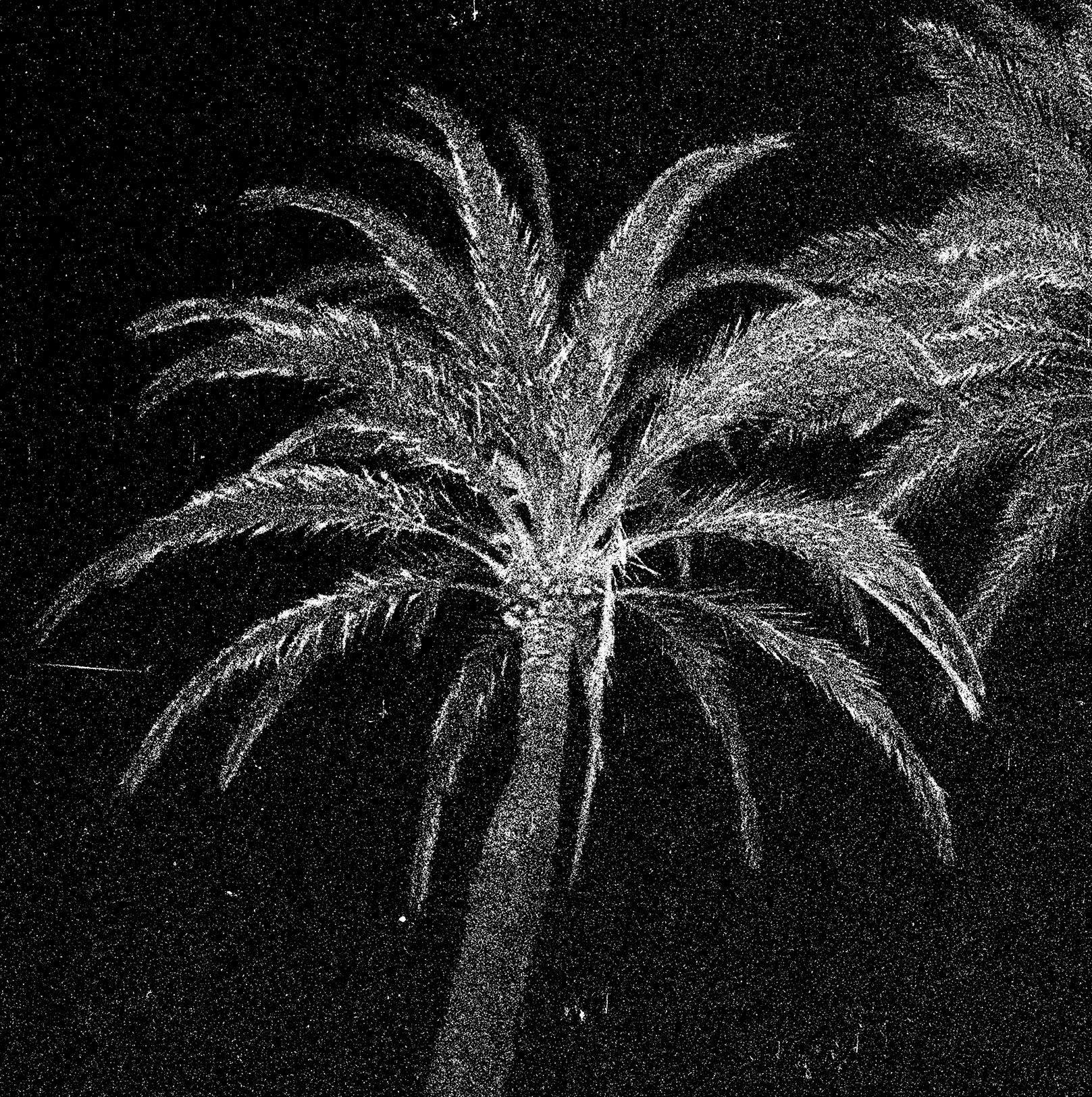 Osheen Harruthoonyan - Palm Trees, Evening storm, black and white ...