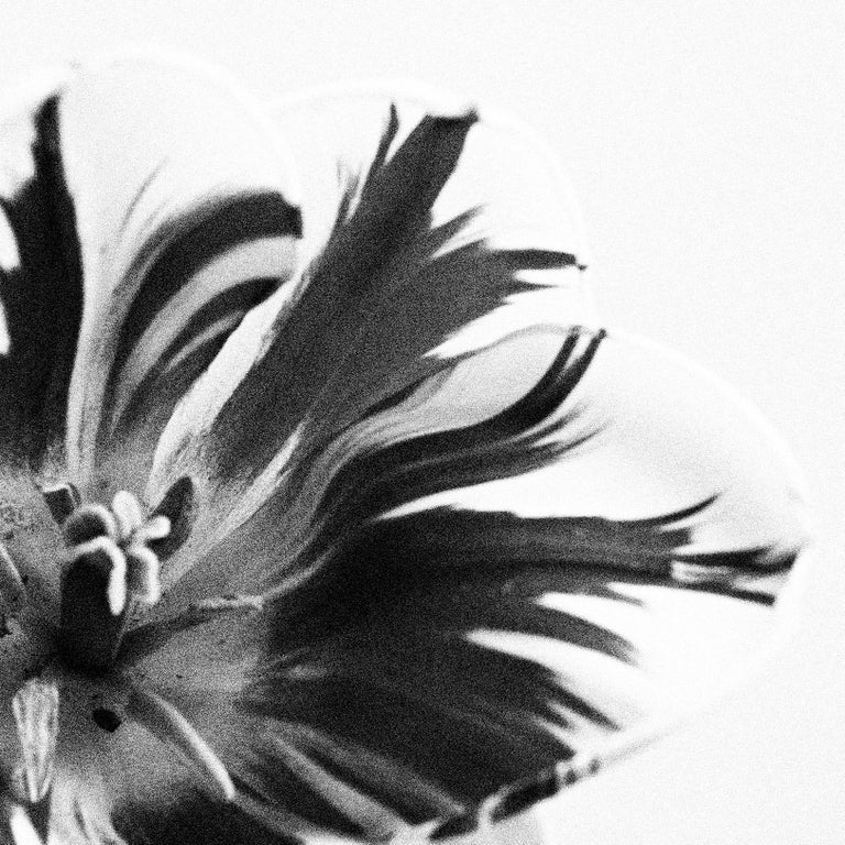 Osheen Harruthoonyan - Triumph Tulip, still life, contemporary photo ...