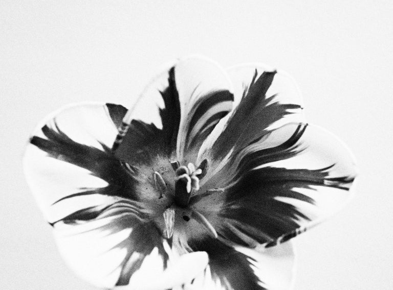 Osheen Harruthoonyan - Triumph Tulip, still life, contemporary photo ...