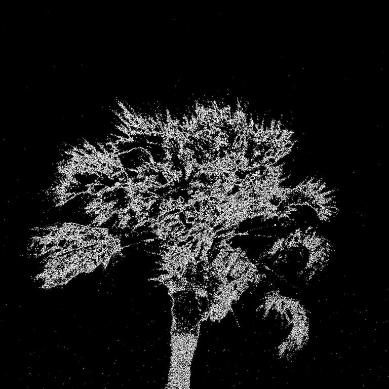 Osheen Harruthoonyan - Untitled, Evening landscape, palm trees, beaches ...
