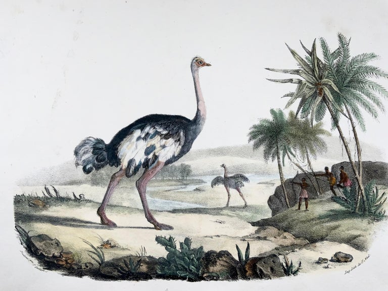 Ostrich, Oudart, Large Hand Coloured Stone Lithograph, Rare For Sale at ...