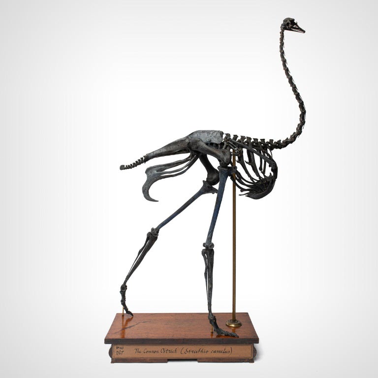 Ostrich Skeleton by Darwin, Sinke Van Tongeren at 1stDibs | kiwi ...