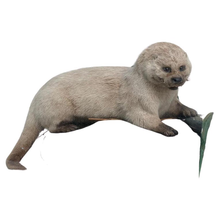 Otter and Loss, Taxidermy in a Glass Machine, London Piccadilly For ...