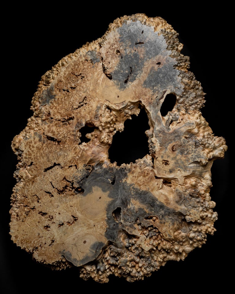 Oversized Buckeye Burl Coffee Table, in Stock For Sale at 1stDibs