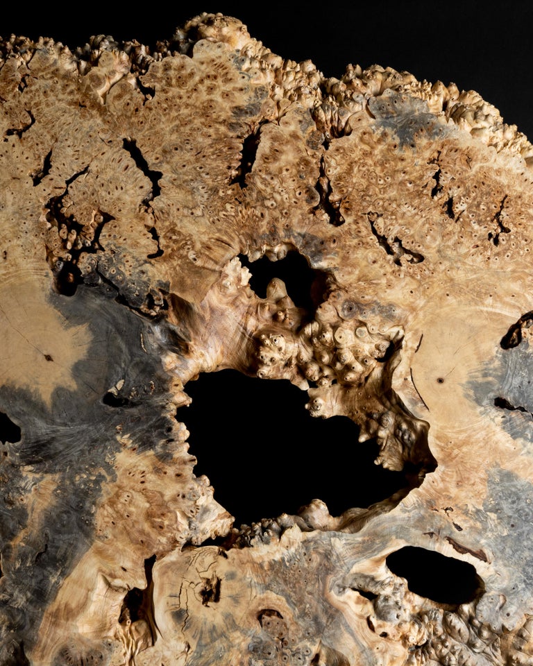Oversized Buckeye Burl Coffee Table, in Stock For Sale at 1stDibs