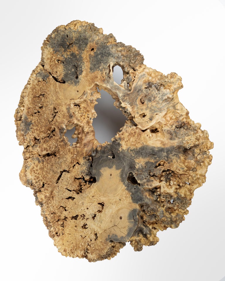 Oversized Buckeye Burl Coffee Table, in Stock For Sale at 1stDibs