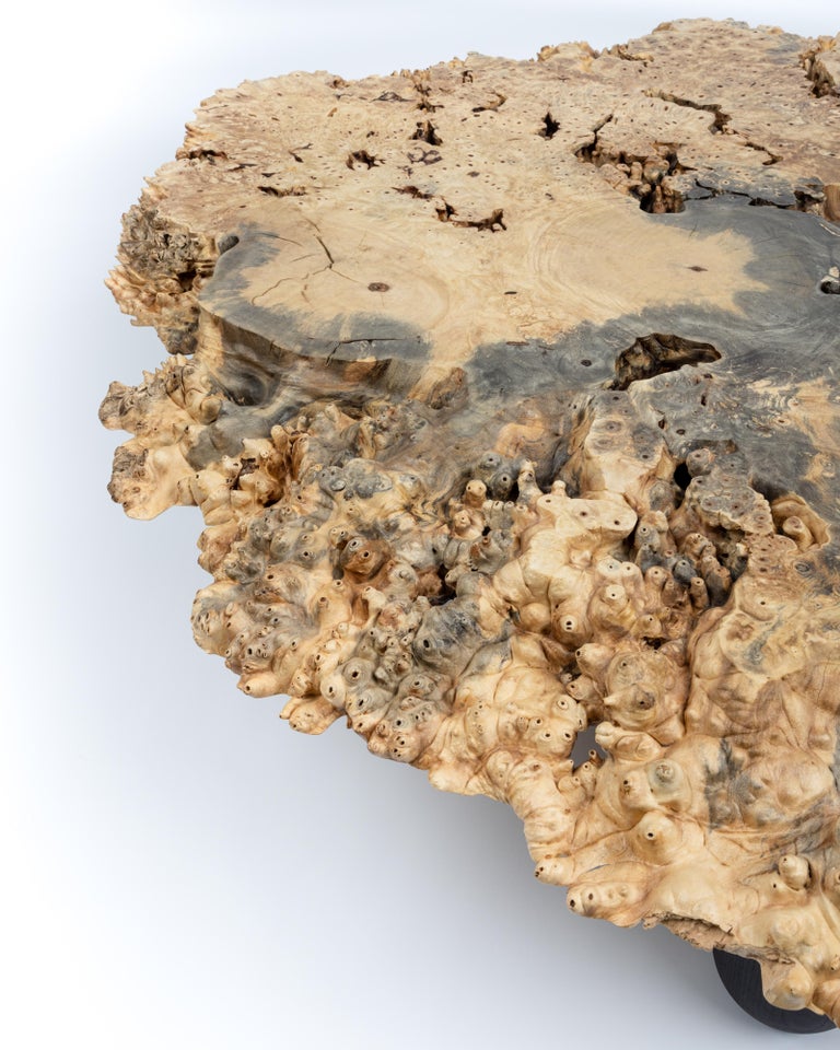 Oversized Buckeye Burl Coffee Table, in Stock For Sale at 1stDibs