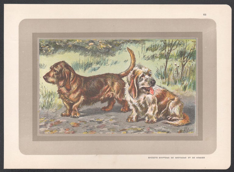 P. Mahler - Bassets Griffons, French hound dog chromolithograph print ...