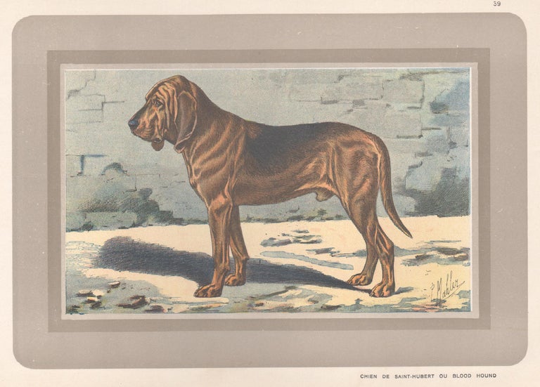 P. Mahler - Bloodhound, French hound dog chromolithograph print, 1930s ...