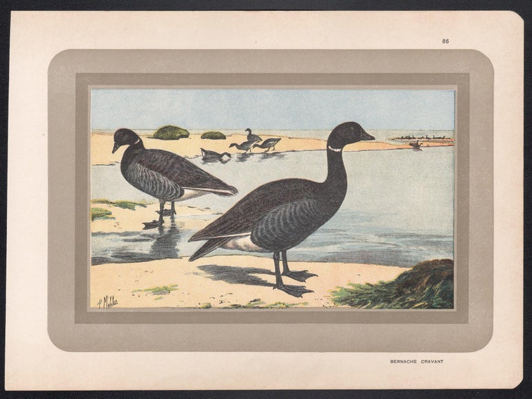 Brent (Brant) Goose, French antique natural history bird art ...