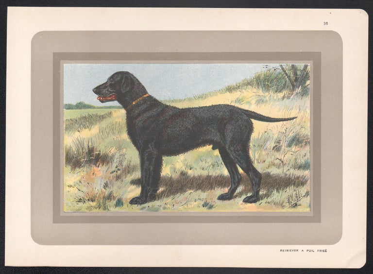 P. Mahler - Curly Coated Retriever, French hound dog chromolithograph ...