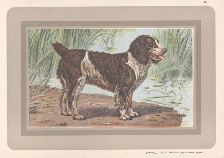 P. Mahler - English Water Spaniel, French hound dog chromolithograph ...