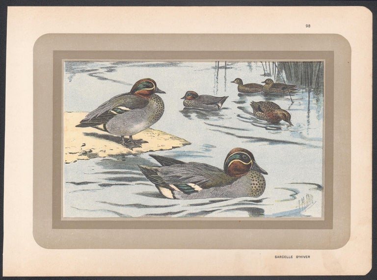 Eurasian Teal, French antique bird duck art illustration print For Sale ...
