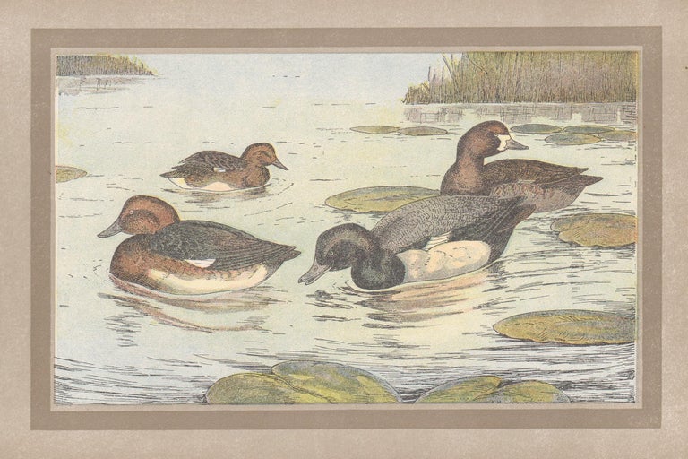 Ferruginous Duck, French antique bird duck art illustration print For ...
