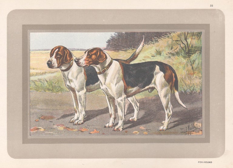 P. Mahler - Fox Hound, French hound dog chromolithograph print, 1931 ...