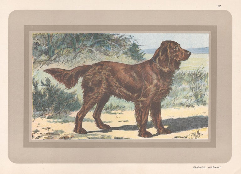P. Mahler - Impression chromolithographie d'un épagneul allemand, chien ...