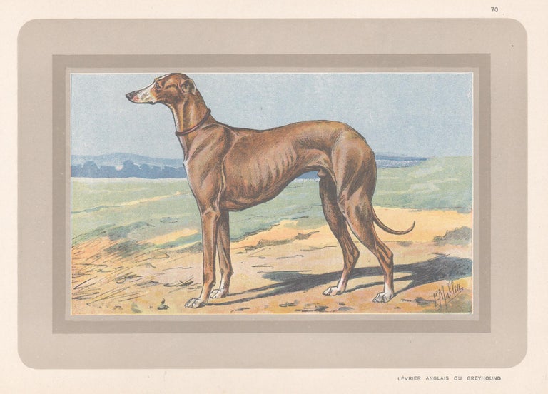 P. Mahler - Greyhound, French hound dog chromolithograph print, 1930s ...