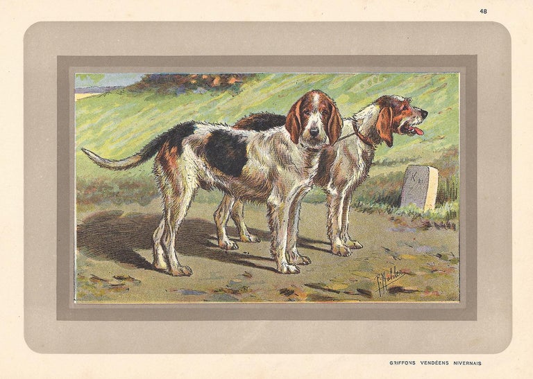 P. Mahler - Griffon Vendeens Nivernais, French hound, dog ...
