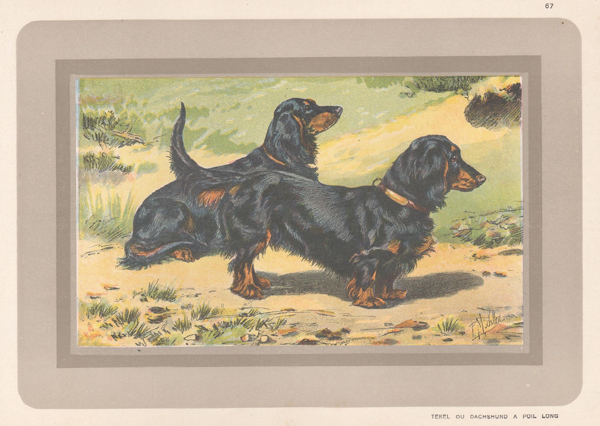 P. Mahler - Dachshund de longue date, impression chromolithographie d ...