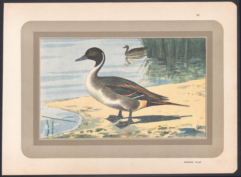 Northern Pintail, French antique bird duck art illustration print For ...
