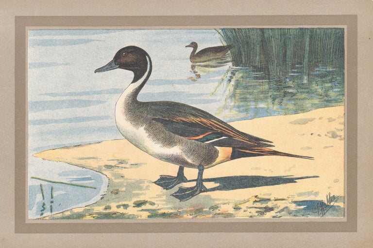 Northern Pintail, French antique bird duck art illustration print For ...