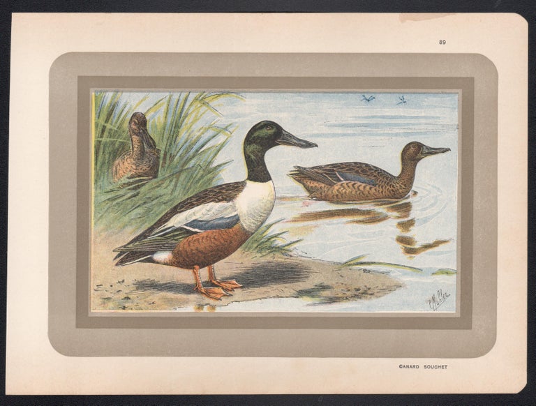 Northern Shoveler, French antique bird duck art illustration print For ...