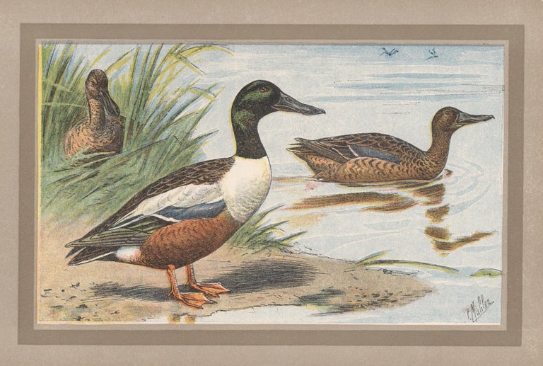 Northern Shoveler, French antique bird duck art illustration print For ...