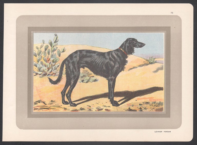 P. Mahler - Persian Greyhound, French hound dog chromolithograph print ...