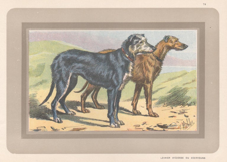 P. Mahler - Impression chromolithographie d'un lévrier écossais, chien ...