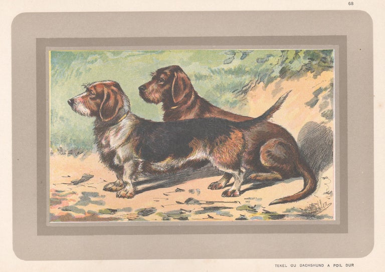 P. Mahler - Wire-Haired Dachshund, French hound dog chromolithograph ...