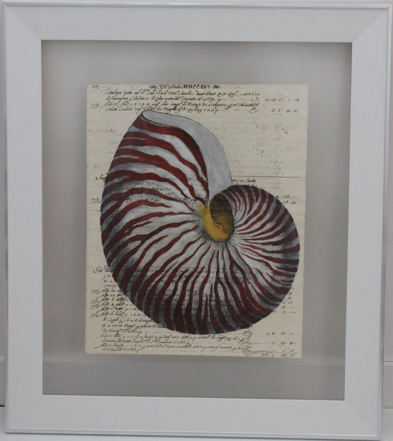 Painting of Red Nautilus on Manuscript Paper For Sale at 1stDibs