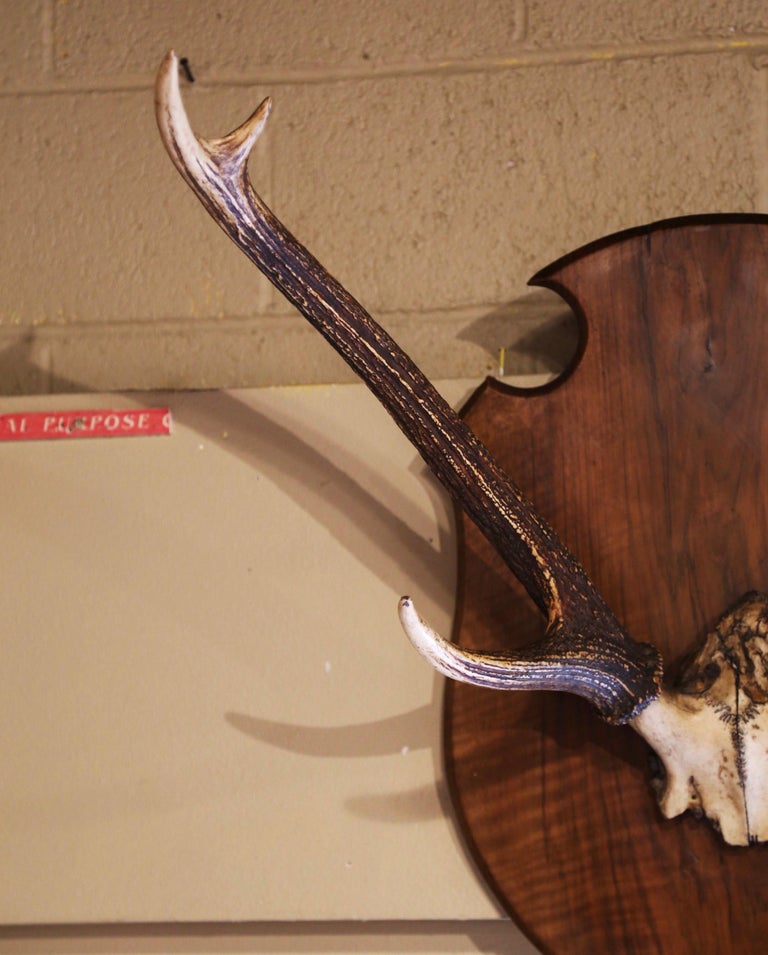 Pair 19th Century French Mounted Deer Antler Trophies on Carved Walnut ...