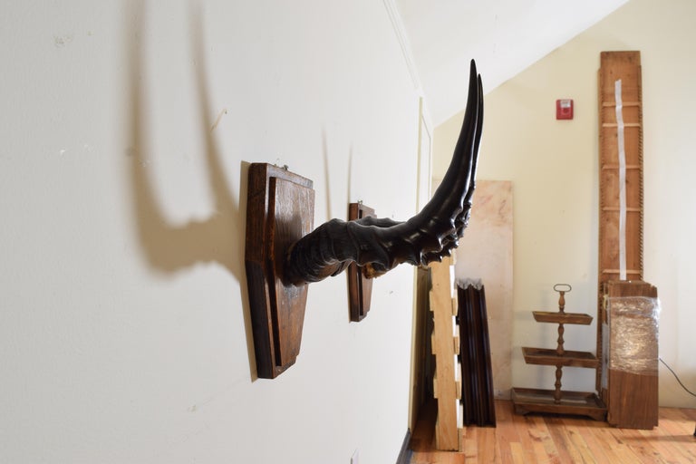 Pair African Topi Horns on Shaped Art Deco Backplates For Sale at 1stDibs