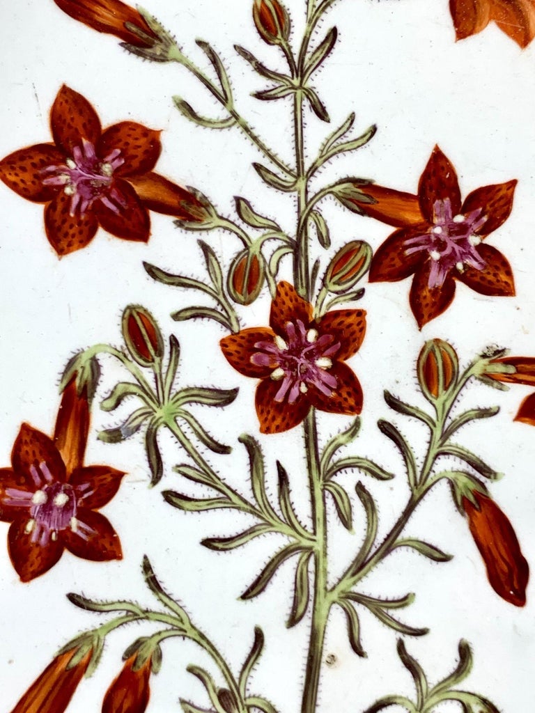 Pair English Botanical Dishes Made by Brameld Pottery Circa 1820 at 1stDibs