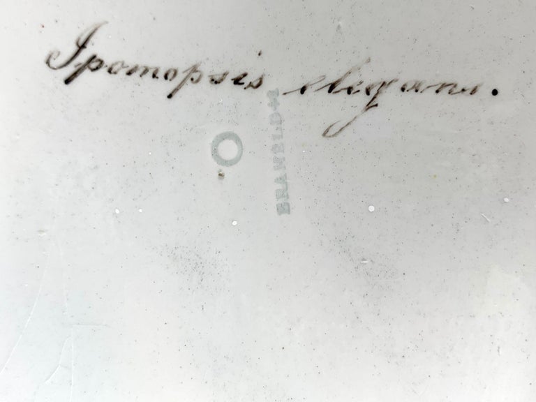 Pair English Botanical Dishes Made by Brameld Pottery Circa 1820 at 1stDibs