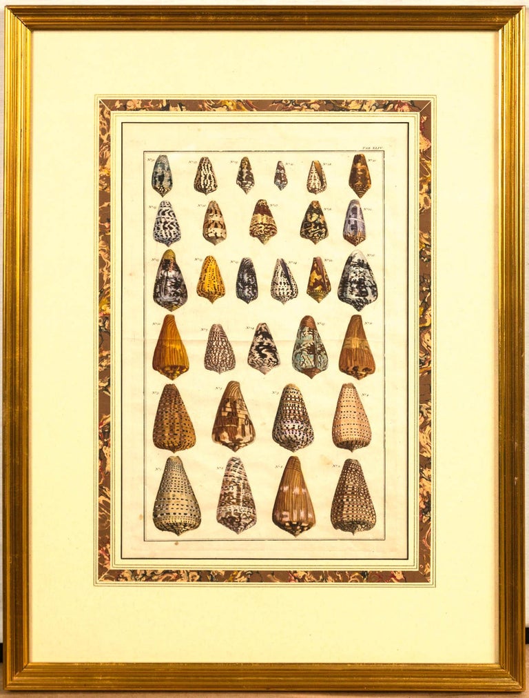 Pair of Framed Hand-Colored Lithographs of Shell Species, 19th Century ...