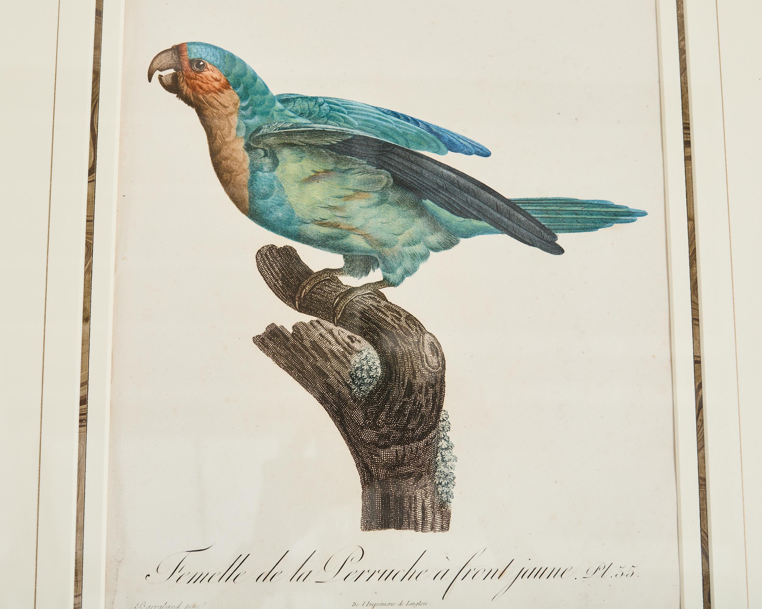 Pair Jacques Barraband Hand Colored Ornithological Bird Prints For Sale ...