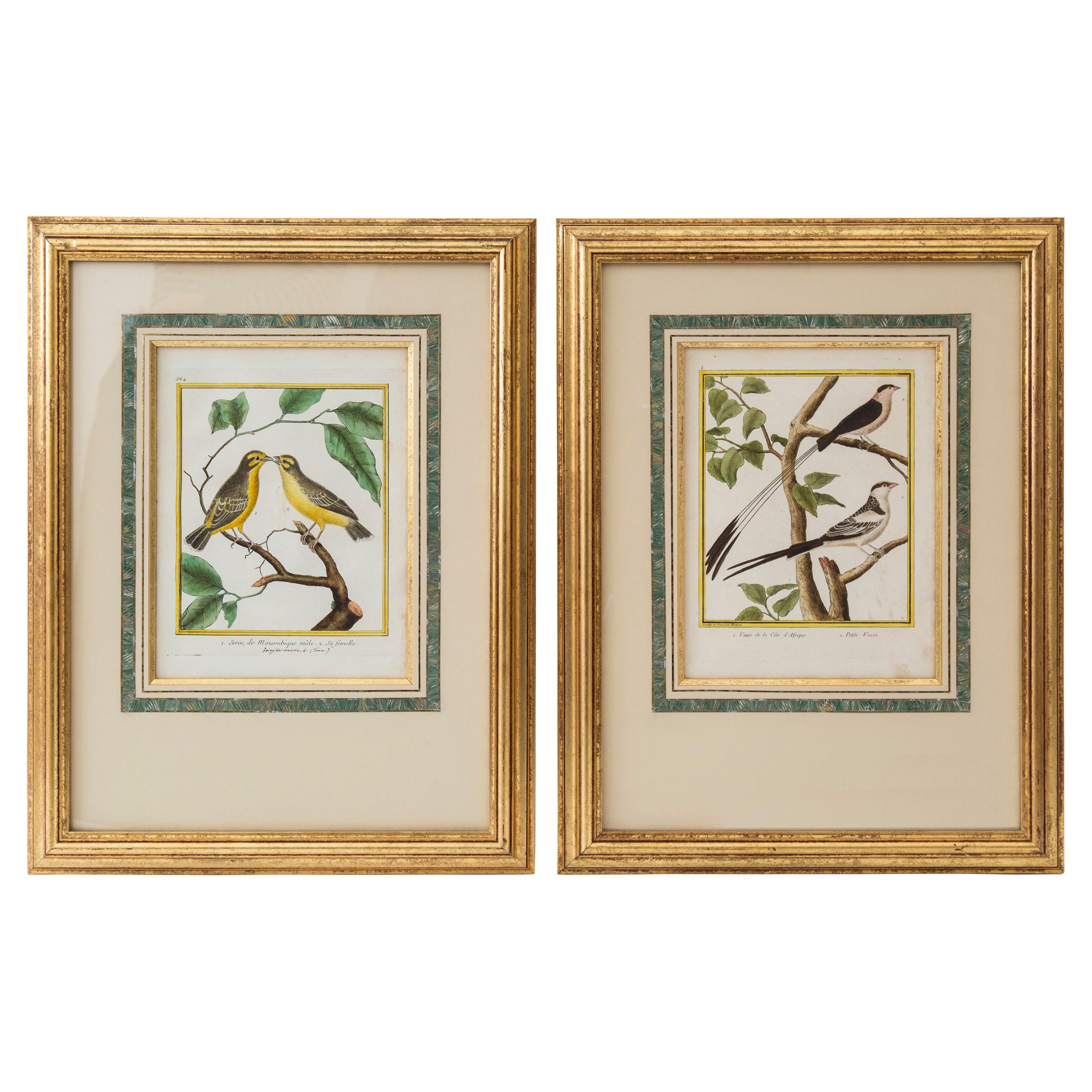 Pair of 18th Century Bird Prints/Engravings by Martinet at 1stDibs ...